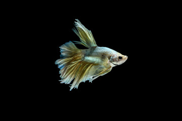 "betta Fish" photos, royalty-free images, graphics, vectors & videos ...