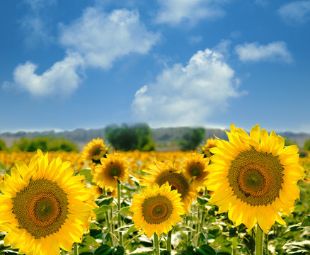 Plantasyon photos, royalty-free images, graphics, vectors & videos ...