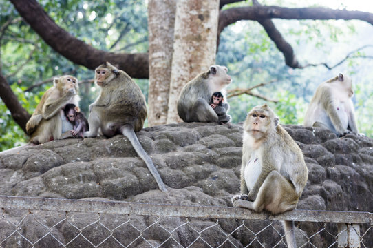 รูปภาพCynomolgus – เลือกดูภาพถ่ายสต็อก เวกเตอร์ และวิดีโอ17,847 | Adobe ...