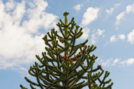 Affenbaum - Images et vidéos libres de droits | Adobe Stock