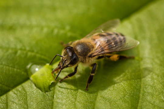 รูปภาพ"Royal Jelly" – เลือกดูภาพถ่ายสต็อก เวกเตอร์ และวิดีโอ4,676 ...