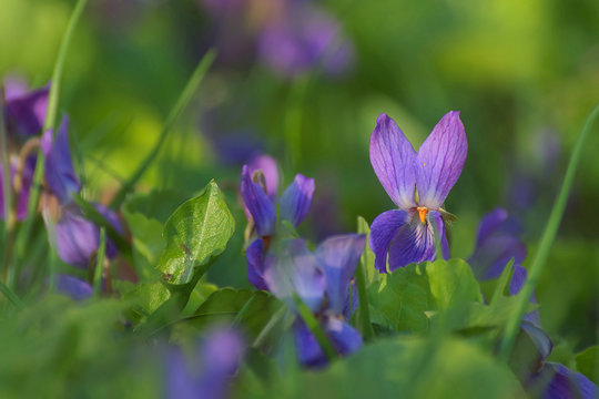 รูปภาพWonny – เลือกดูภาพถ่ายสต็อก เวกเตอร์ และวิดีโอ85 | Adobe Stock