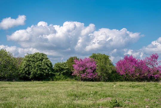 รูปภาพJudas-Tree – เลือกดูภาพถ่ายสต็อก เวกเตอร์ และวิดีโอ6,393 | Adobe ...