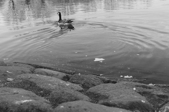 「Uncoloured」の写真素材 | 443件の無料イラスト画像 | Adobe Stock