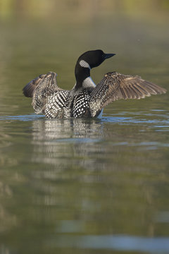 "Common Loon" Bilder – Durchsuchen 2,331 Archivfotos, Vektorgrafiken ...