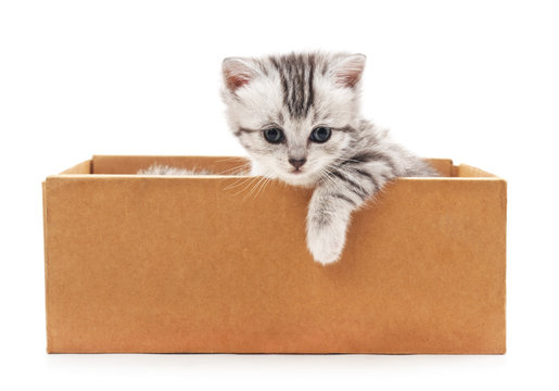 Kitten In Box Images – Browse 36,703 Stock Photos, Vectors, and Video ...