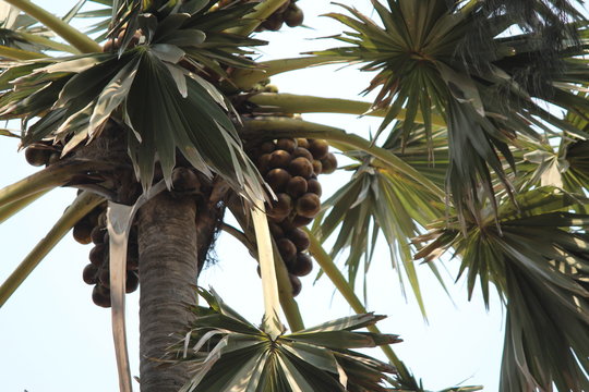 Kayal photos, images, assets | Adobe Stock