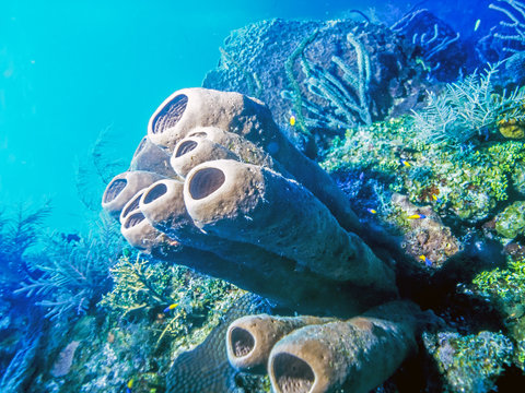 "Stove-Pipe Sponge" Images – Browse 372 Stock Photos, Vectors, and ...