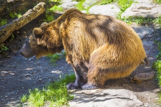 624 BESTE Kacke BILDER, STOCK-FOTOS & -VEKTORGRAFIKEN | Adobe Stock