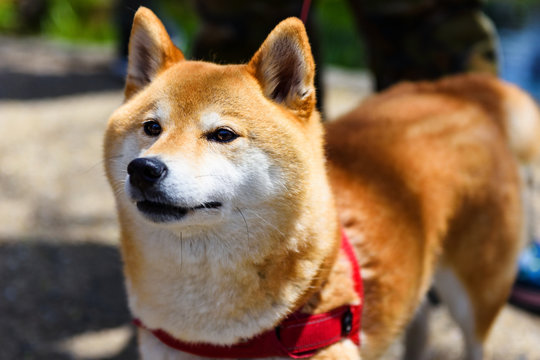 รูปภาพHachi – เลือกดูภาพถ่ายสต็อก เวกเตอร์ และวิดีโอ280 | Adobe Stock