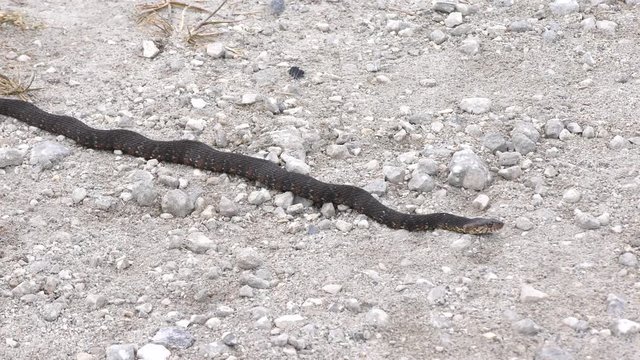 "Banded Water Snake" Images – Browse 489 Stock Photos, Vectors, and ...