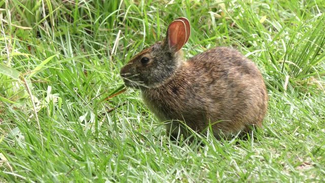 "Marsh Rabbit" Images – Browse 188 Stock Photos, Vectors, and Video ...
