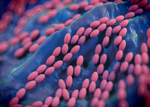 Acetobacter Images – Browse 233 Stock Photos, Vectors, and Video ...