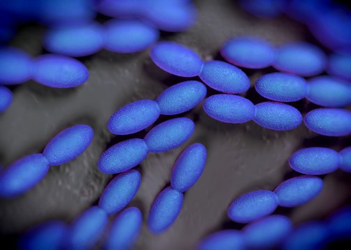 Acetobacter Images – Browse 173 Stock Photos, Vectors, and Video ...