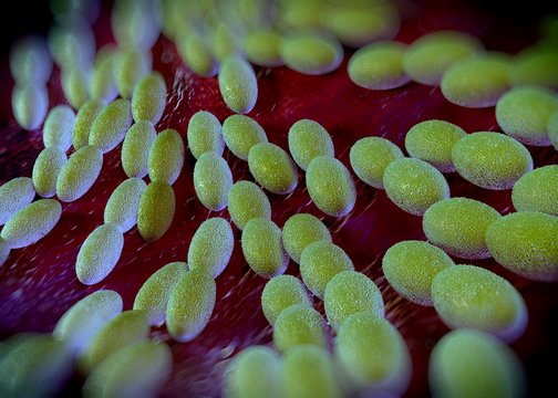 Acetobacter Images – Browse 199 Stock Photos, Vectors, and Video ...