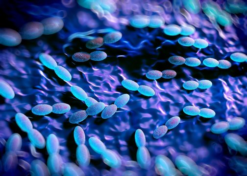 Acetobacter Images – Browse 197 Stock Photos, Vectors, and Video ...