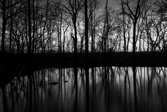 "Moody Woods" Images – Browse 68 Stock Photos, Vectors, and Video ...