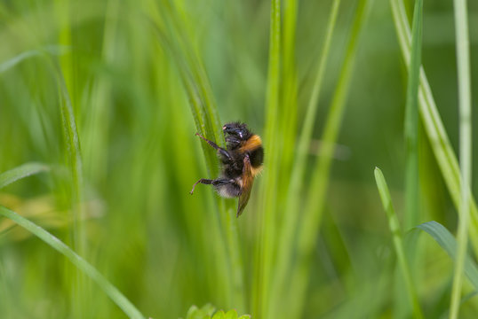 Calabrone bilder – Bläddra bland 324 stockfoton, vektorer och videor ...