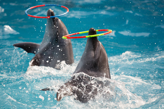 รูปภาพDophin – เลือกดูภาพถ่ายสต็อก เวกเตอร์ และวิดีโอ189,308 | Adobe Stock