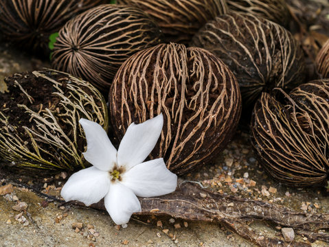 Tangena Images – Browse 158 Stock Photos, Vectors, and Video | Adobe Stock