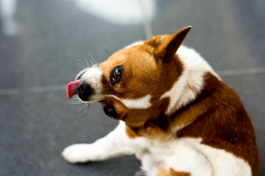 「Chivava」の写真素材 | 94件の無料イラスト画像 | Adobe Stock