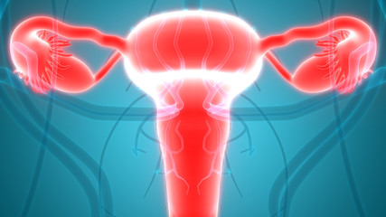 Bilder und Videos suchen: scheide