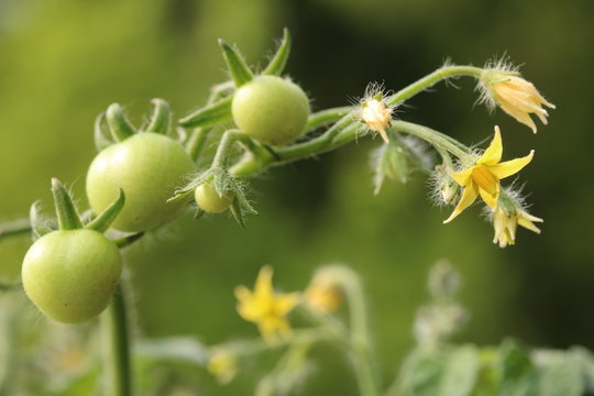 Mini-Tomaten Images – Browse 47 Stock Photos, Vectors, and Video ...