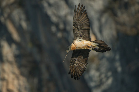 รูปภาพBarbue – เลือกดูภาพถ่ายสต็อก เวกเตอร์ และวิดีโอ140 | Adobe Stock