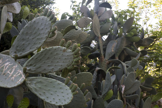 Plantasyon photos, royalty-free images, graphics, vectors & videos ...