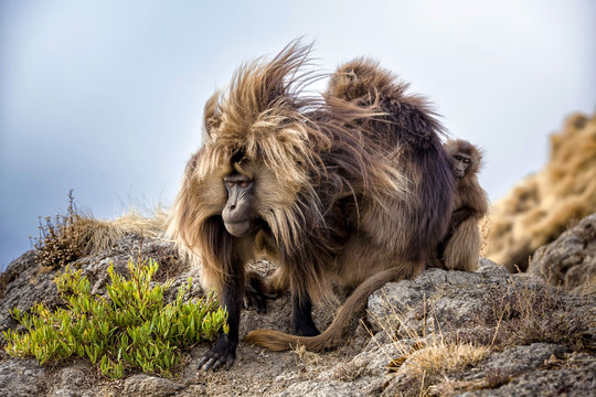 "Simien Images – Browse 50 Stock Photos, Vectors, and Video | Adobe Stock