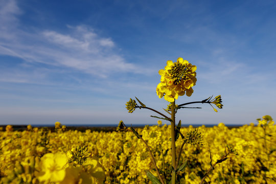 Rapsi Bilder – Durchsuchen 19 Archivfotos, Vektorgrafiken und Videos ...