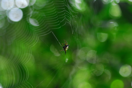 "Spider Background" Images – Browse 108 Stock Photos, Vectors, and ...