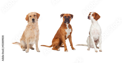 "Beautiful full portrait of three dogs" Stock photo and royalty-free ...