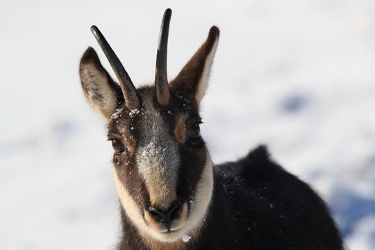 Huntable Images – Browse 971 Stock Photos, Vectors, and Video | Adobe Stock