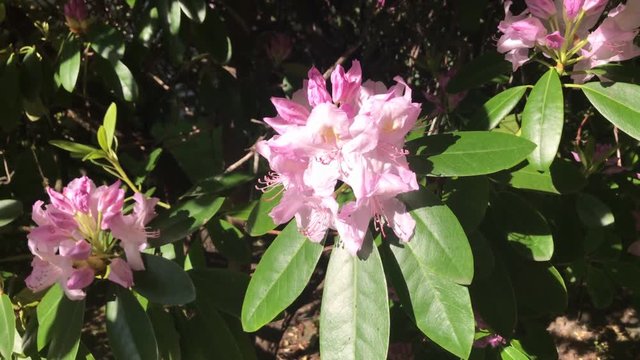 รูปภาพRosenbaum – เลือกดูภาพถ่ายสต็อก เวกเตอร์ และวิดีโอ401 | Adobe Stock