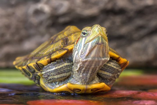รูปภาพTrachemys – เลือกดูภาพถ่ายสต็อก เวกเตอร์ และวิดีโอ5,522 | Adobe Stock