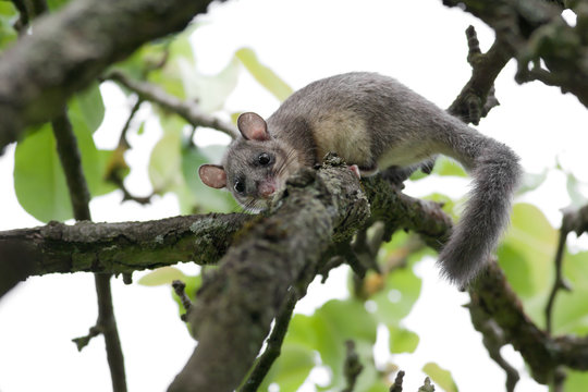 Bilch Images – Browse 8 Stock Photos, Vectors, and Video | Adobe Stock