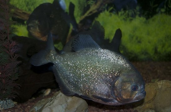 Piranhas bilder – Bläddra bland 1,551 stockfoton, vektorer och videor ...