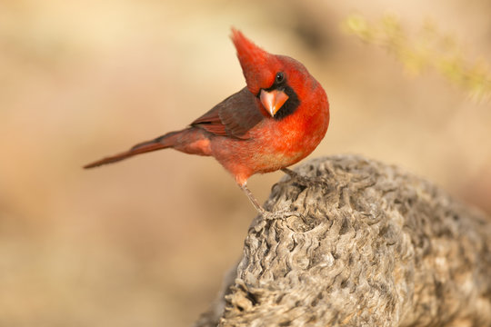 "Desert Cardinal" Images – Browse 294 Stock Photos, Vectors, and Video ...
