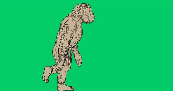 Imágenes de Homohabilis: descubre bancos de fotos, ilustraciones ...