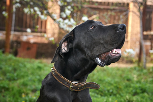 รูปภาพBoarhound – เลือกดูภาพถ่ายสต็อก เวกเตอร์ และวิดีโอ121 | Adobe Stock