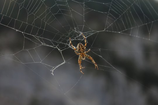 Spinne.spinnweben Bilder – Durchsuchen 11,026 Archivfotos ...