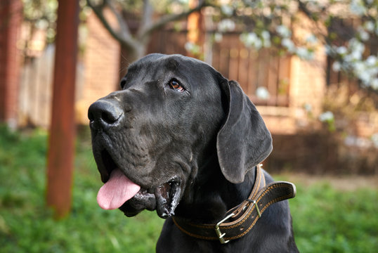 รูปภาพBoarhound – เลือกดูภาพถ่ายสต็อก เวกเตอร์ และวิดีโอ121 | Adobe Stock