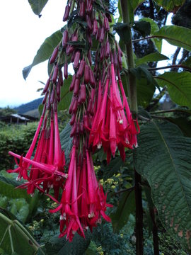 Zarcillos Images – Browse 84 Stock Photos, Vectors, and Video | Adobe Stock