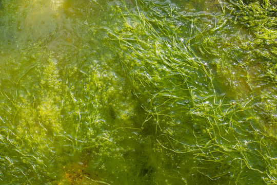 รูปภาพAlgue – เลือกดูภาพถ่ายสต็อก เวกเตอร์ และวิดีโอ5,711 | Adobe Stock