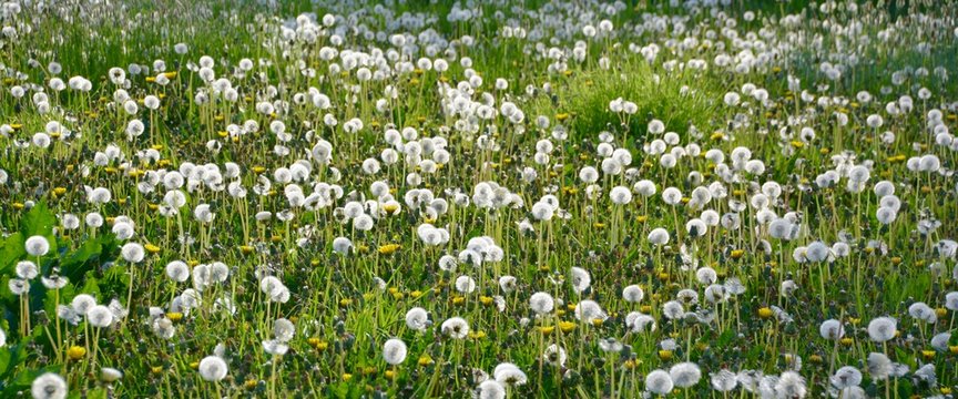 Pusteblumenwiese bilder – Bläddra bland 86 stockfoton, vektorer och ...