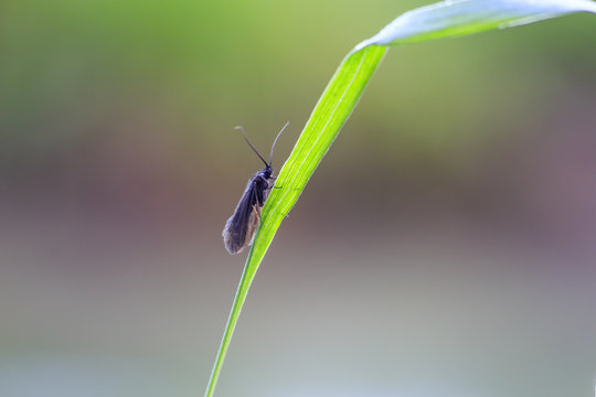รูปภาพTrichoptera – เลือกดูภาพถ่ายสต็อก เวกเตอร์ และวิดีโอ1,817 | Adobe ...