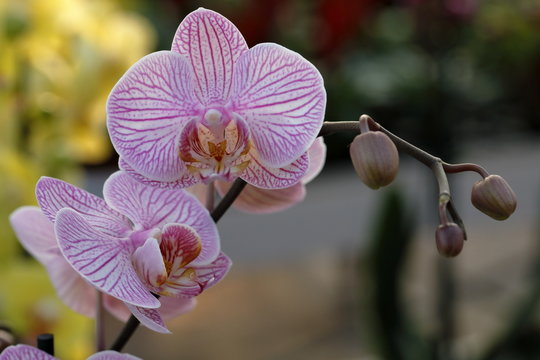 "Orchid Texture" - Images et vidéos libres de droits | Adobe Stock