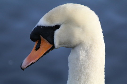 "Swan Head" Images – Browse 568 Stock Photos, Vectors, and Video ...