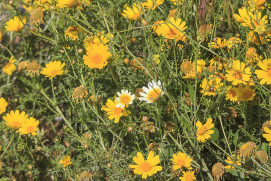 Wiesenbewohner Images – Browse 53 Stock Photos, Vectors, and Video ...